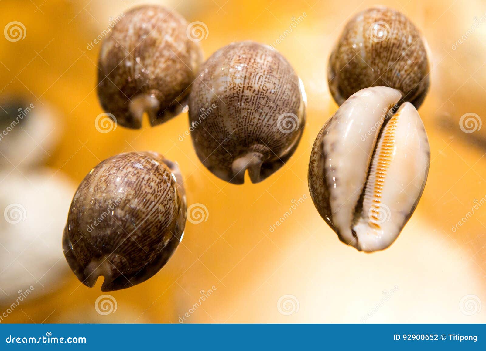 The Shells of Many Types and Sizes Stock Photo - Image of beautiful ...