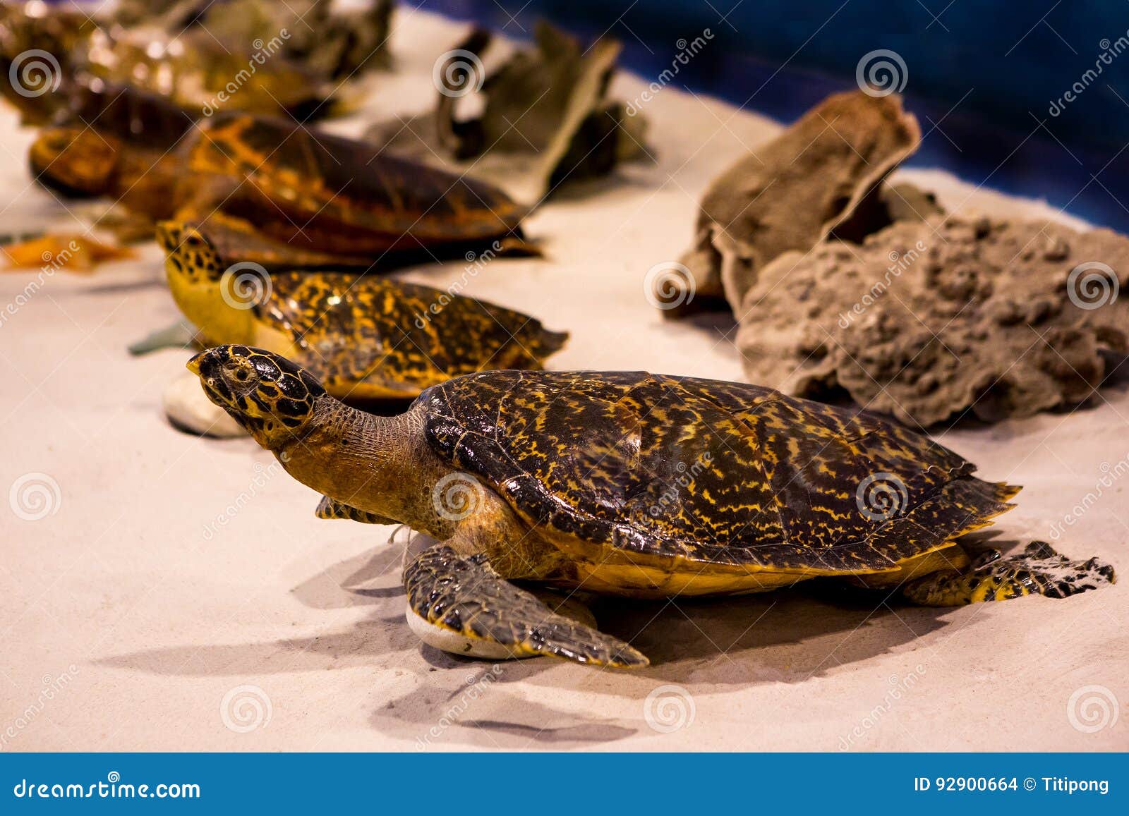 The Shells of Many Types and Sizes Stock Photo - Image of beautiful ...