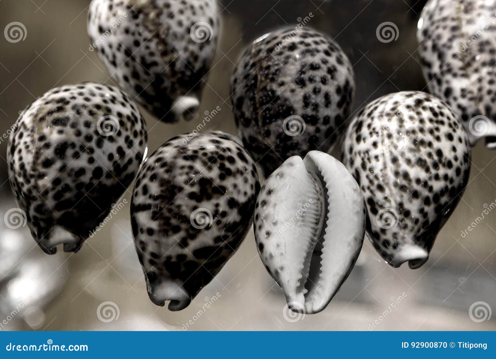 Shells of Many Types and Sizes Stock Photo - Image of marine, sizes ...