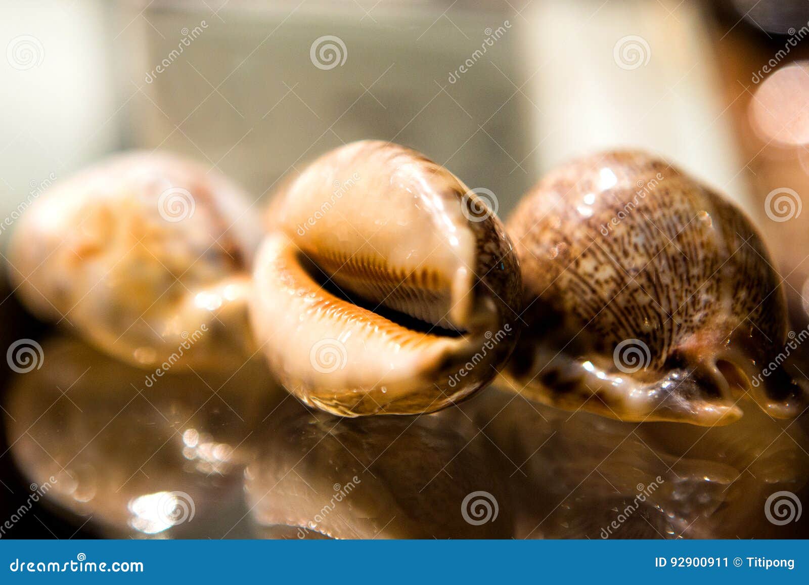 Shells of Many Types and Sizes Stock Image - Image of life, empty: 92900911