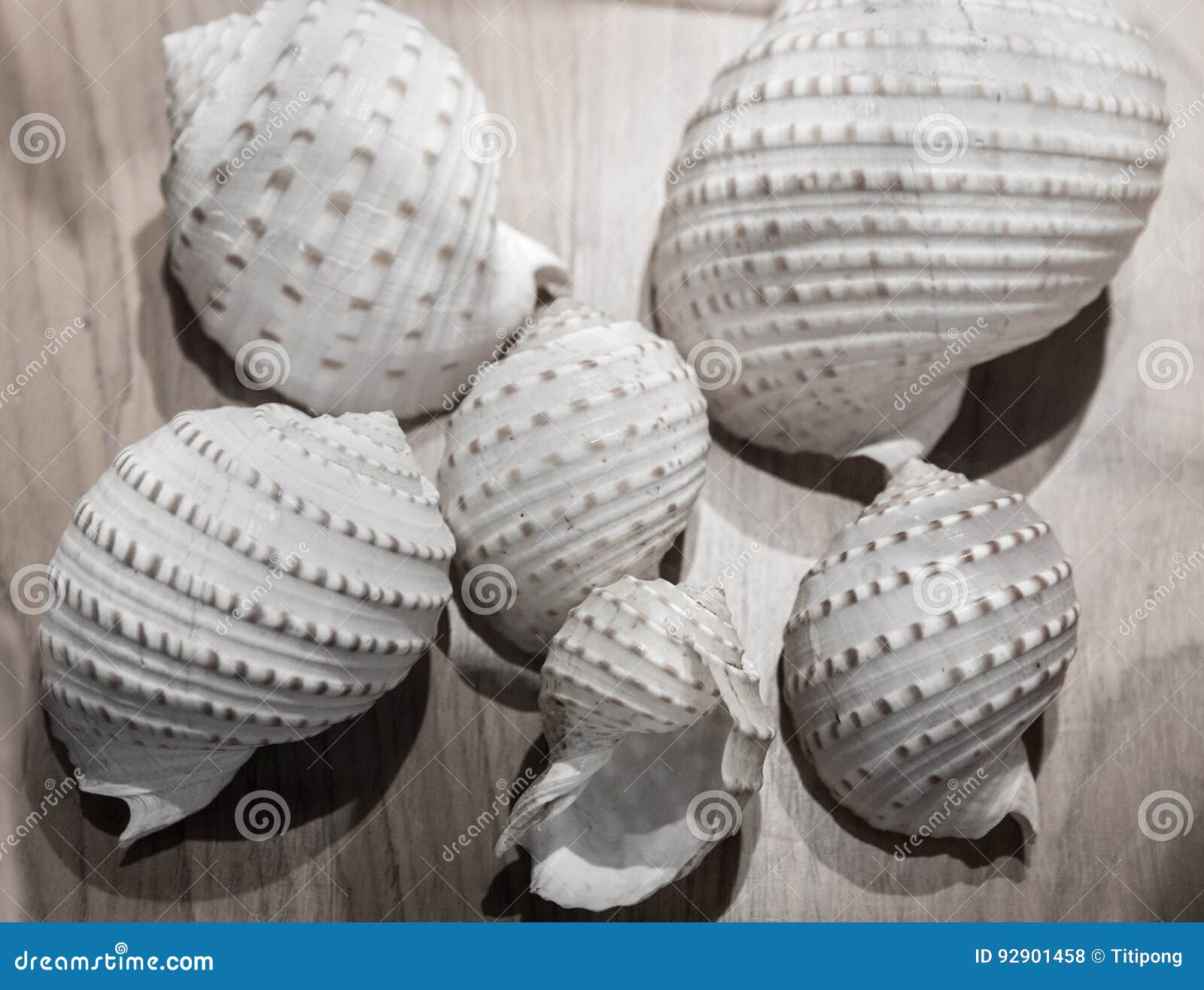 Shells of Many Types and Sizes Stock Photo - Image of cutout, ocean ...