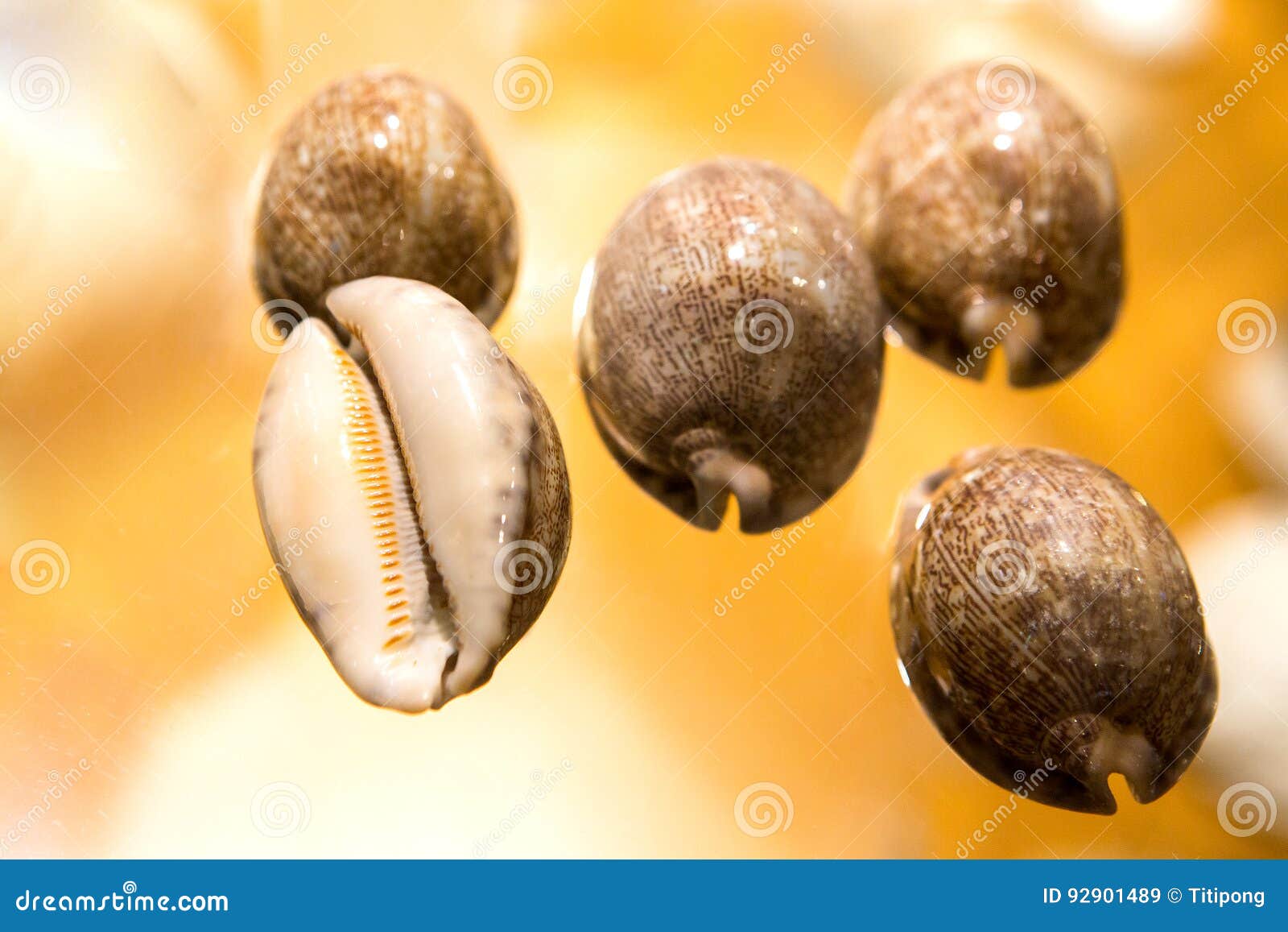 Shells of Many Types and Sizes Stock Image - Image of echinoderm, macro ...