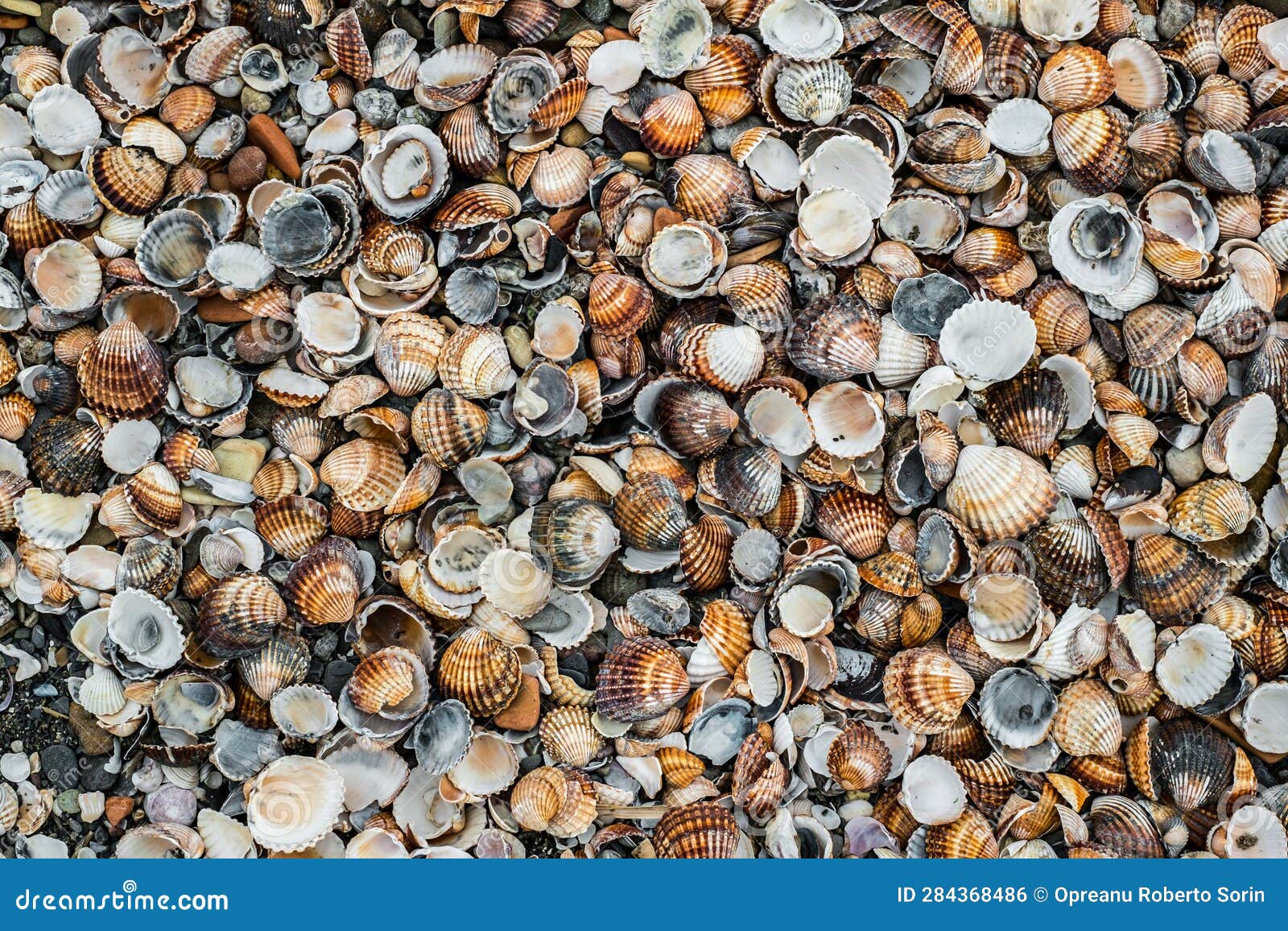 Shells of Many Types and Sizes on the Beach Stock Photo - Image of ...