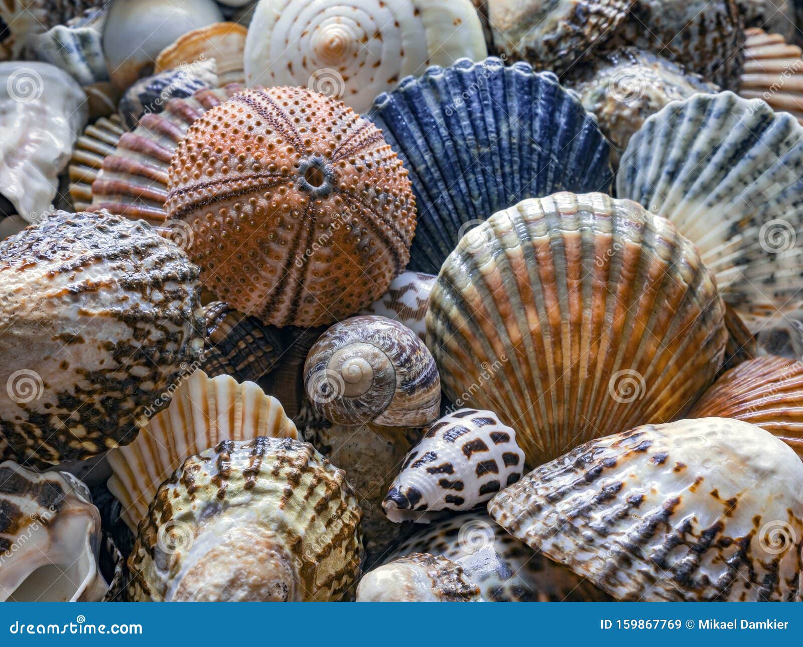 Shells of Many Types and Sizes Stock Image - Image of seafood, color ...
