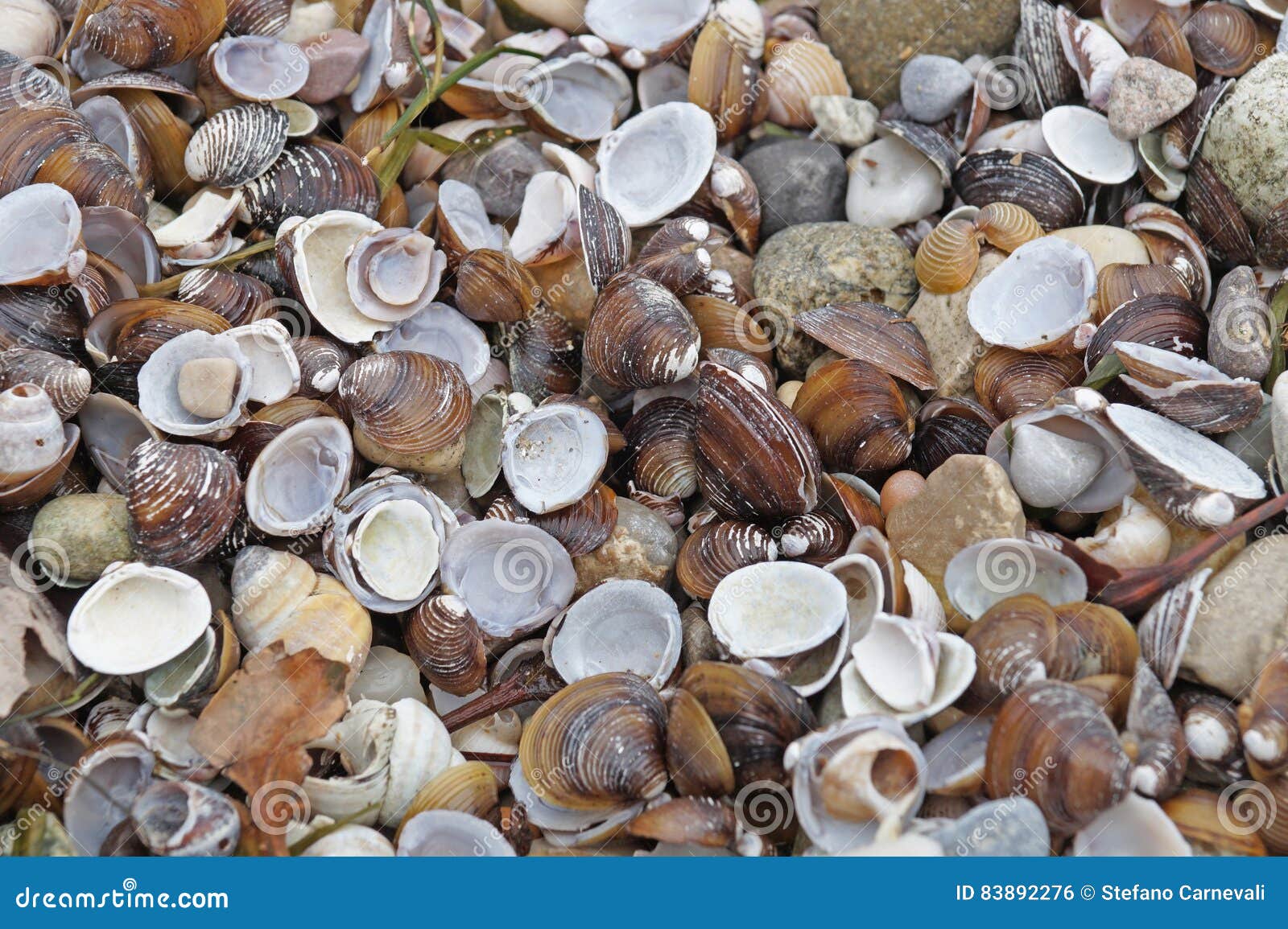 The Shells Of Many Types And Sizes Stock Photo | CartoonDealer.com ...