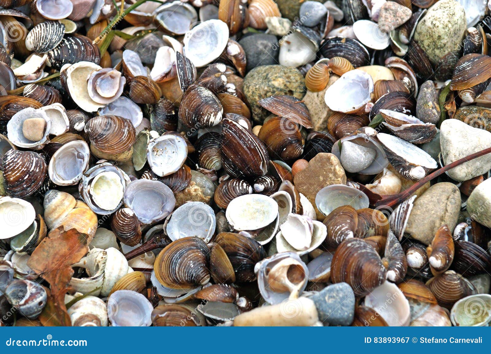 Shells Of Many Types And Sizes Royalty-Free Stock Image | CartoonDealer ...