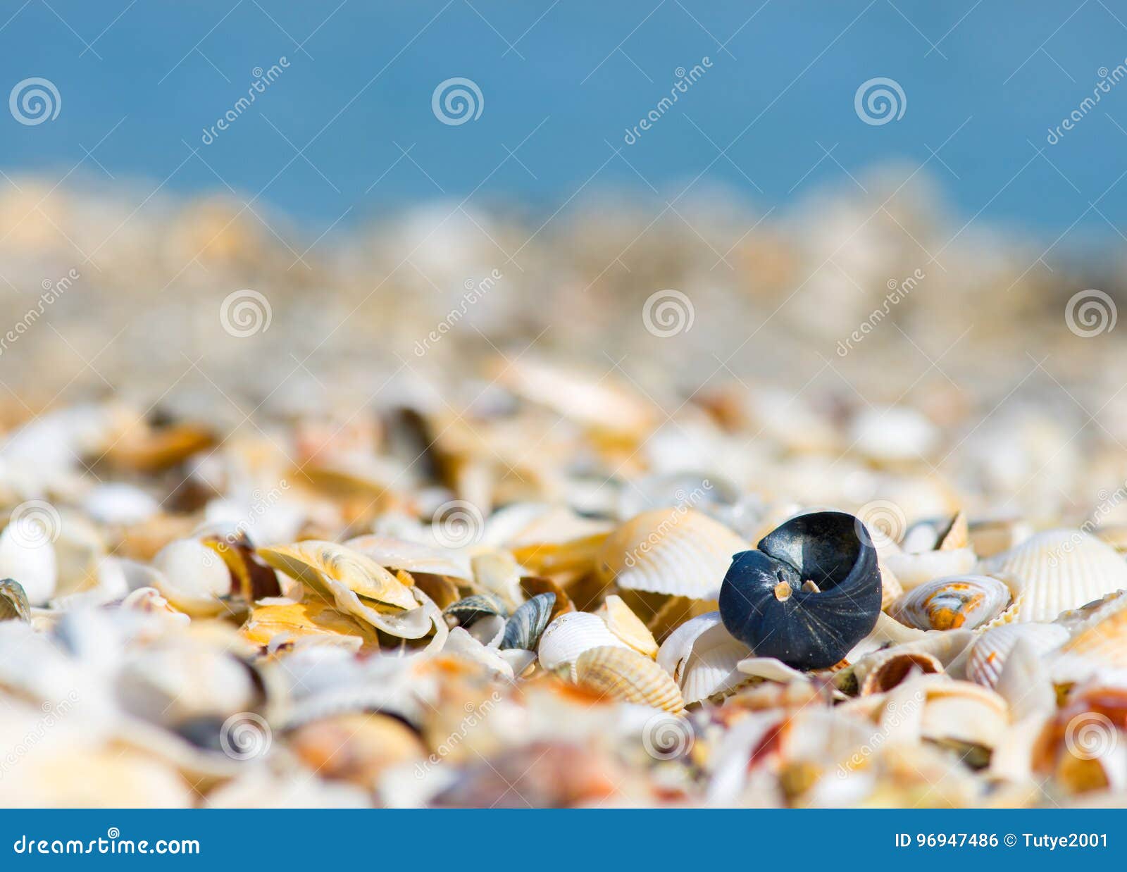 Shells Many Types And Sizes Royalty-Free Stock Image | CartoonDealer ...