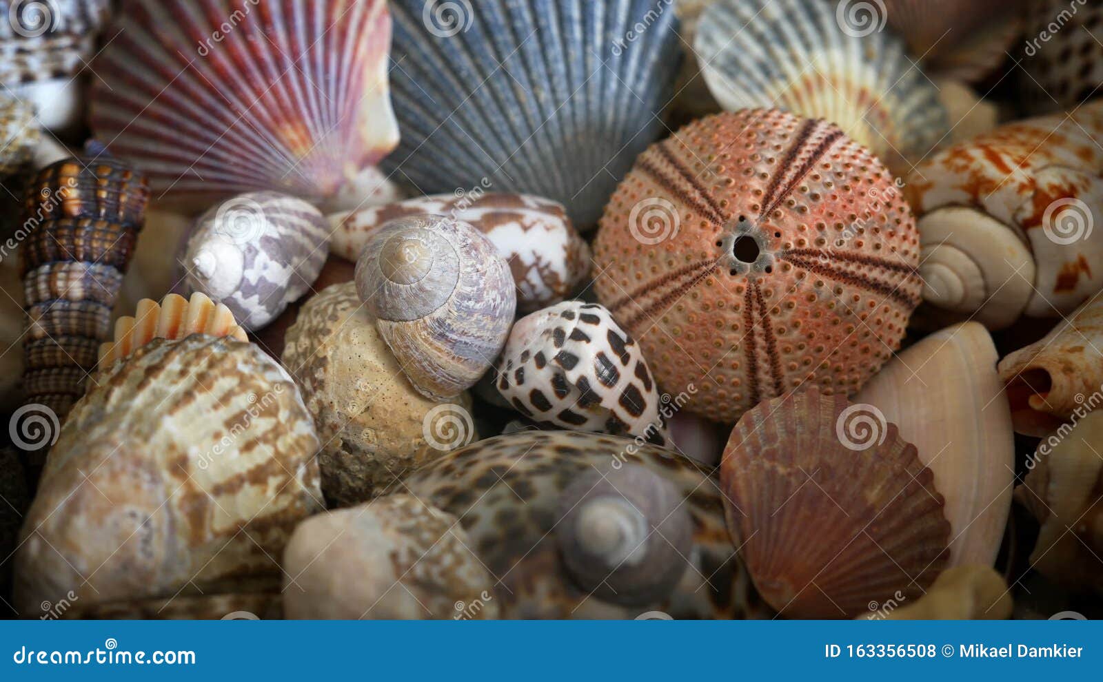 Shells of Many Types and Sizes Stock Footage - Video of decoration ...