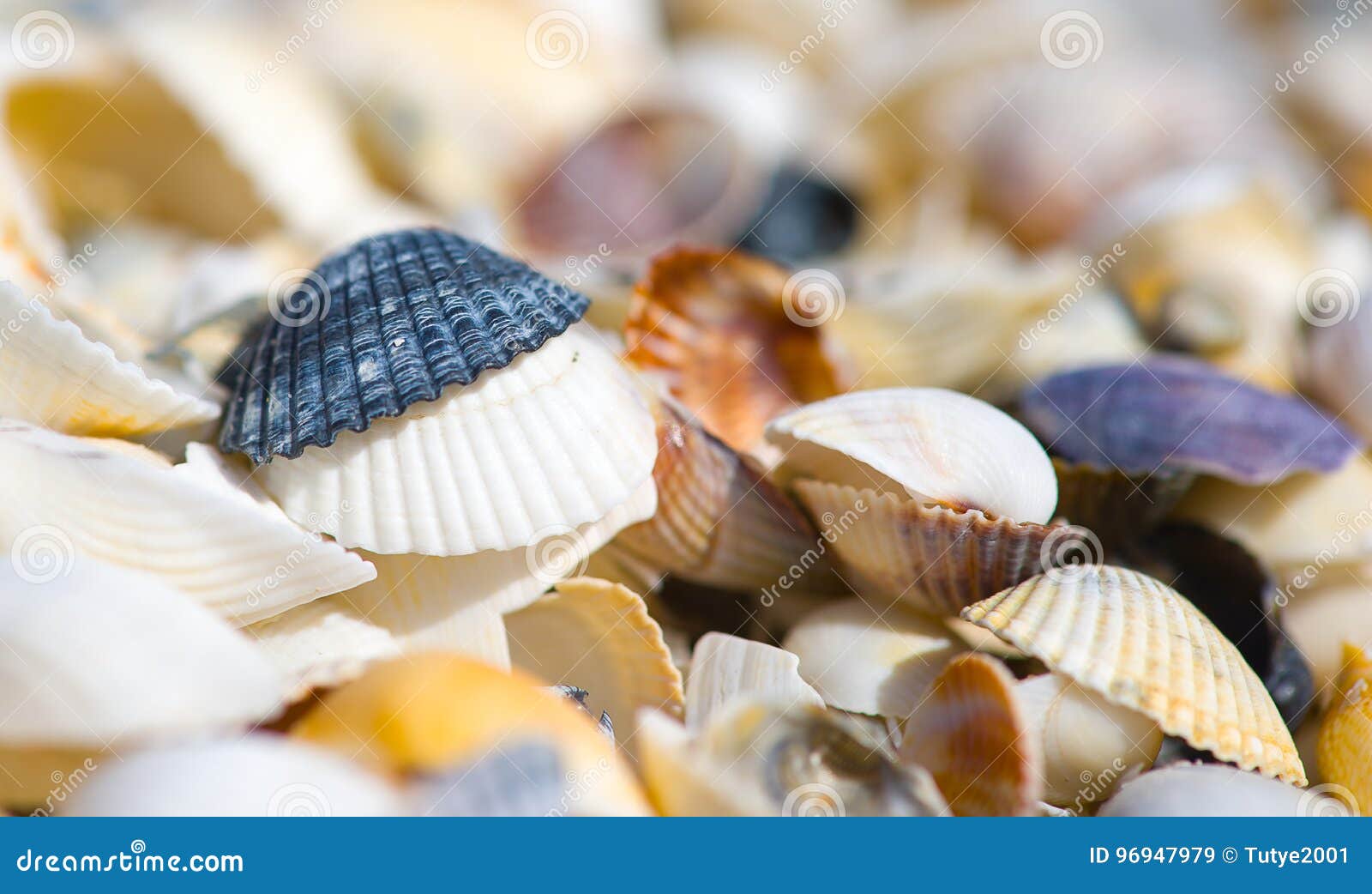 Shells Of Many Types And Sizes Royalty-Free Stock Image | CartoonDealer ...
