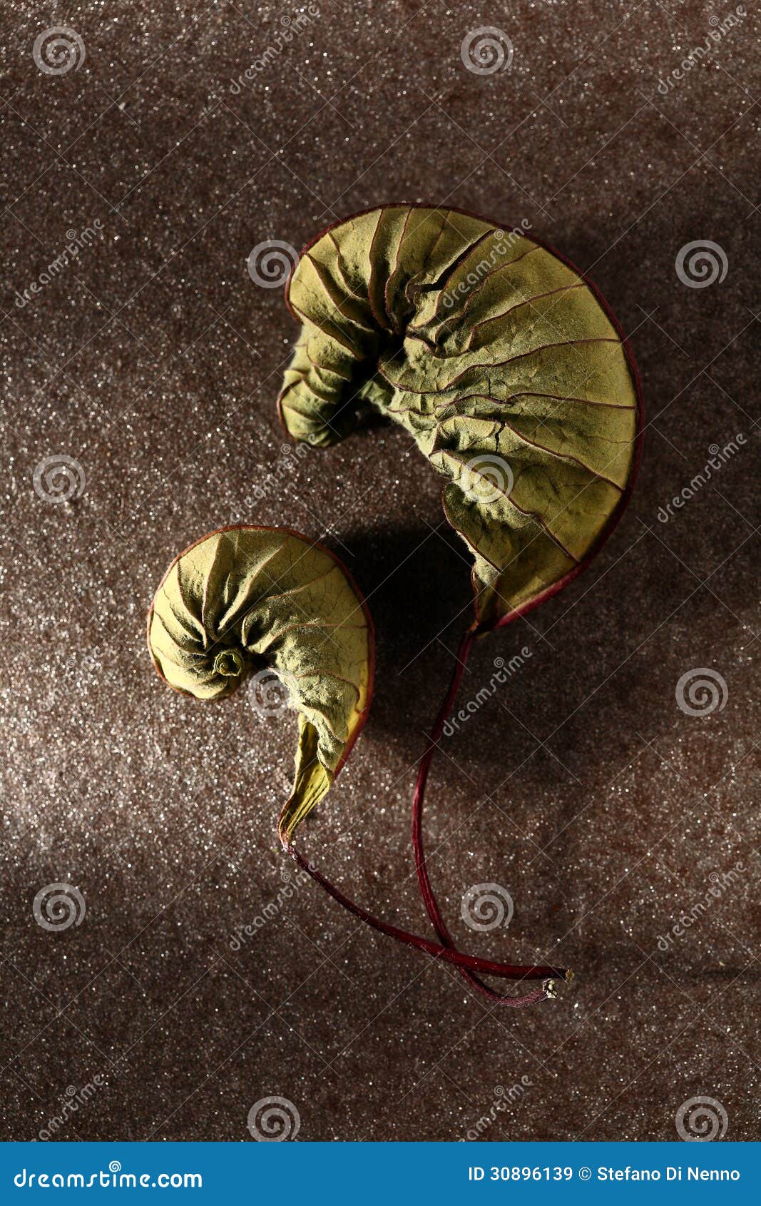 Shells or maple leaves? stock image. Image of vertical - 30896139