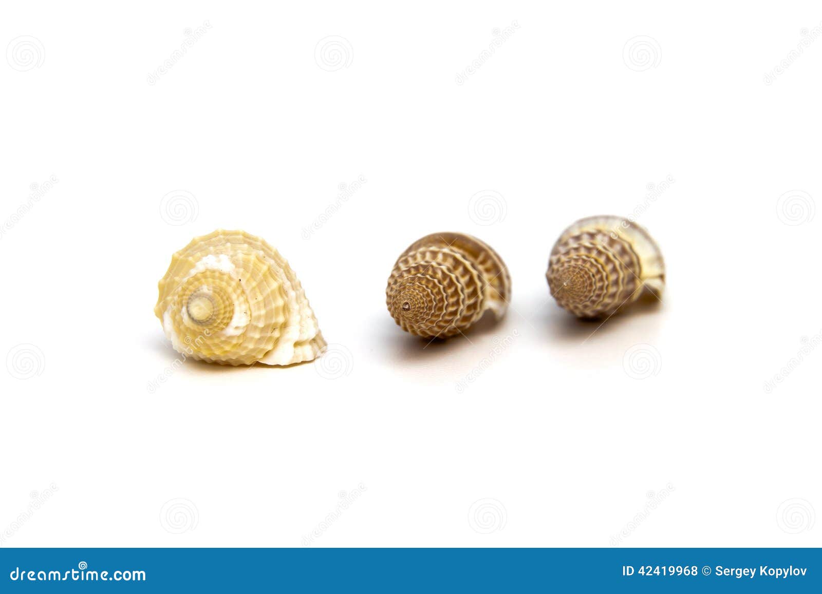 Shells of Marine Crustaceans Stock Photo - Image of isolated, shell ...