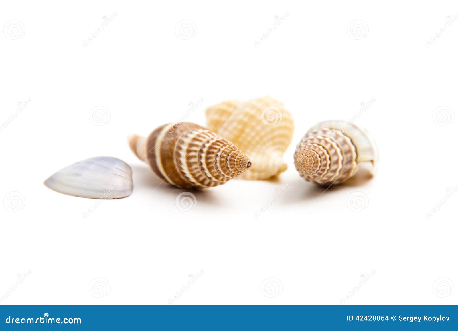 Shells of Marine Crustaceans Stock Photo - Image of soft, isolated ...