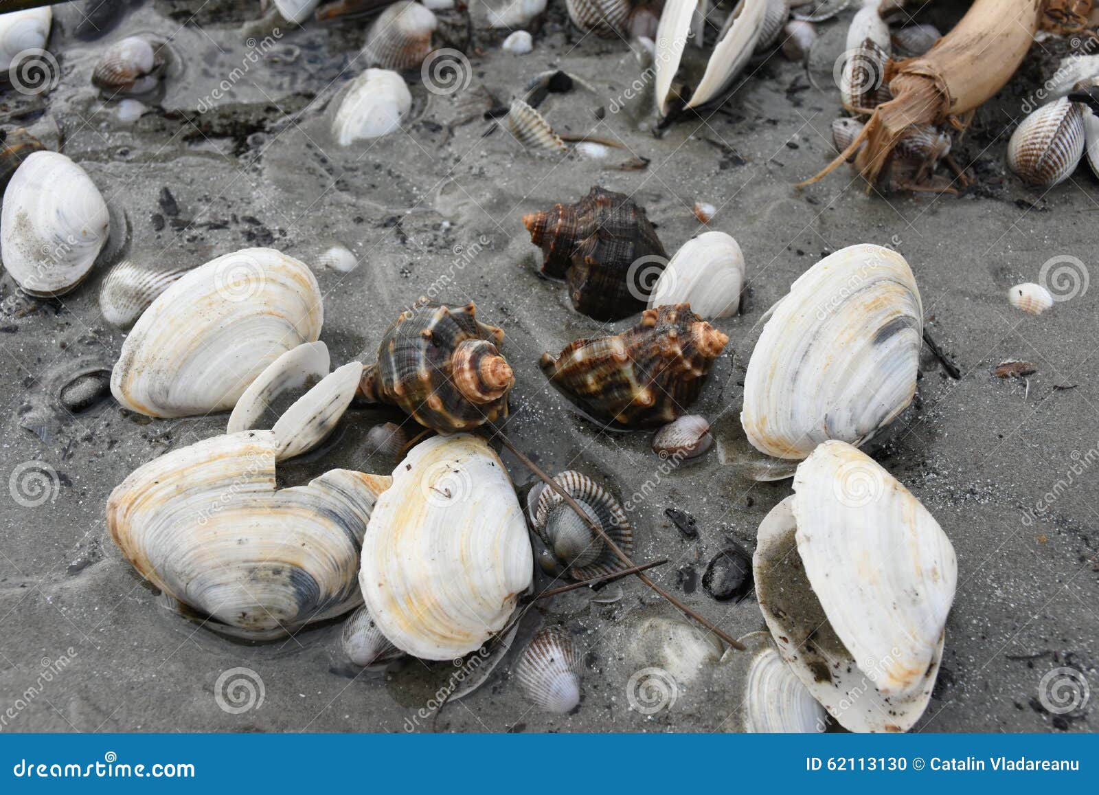 Shells and Marine Snails after the Storm on the Beach Stock Photo ...