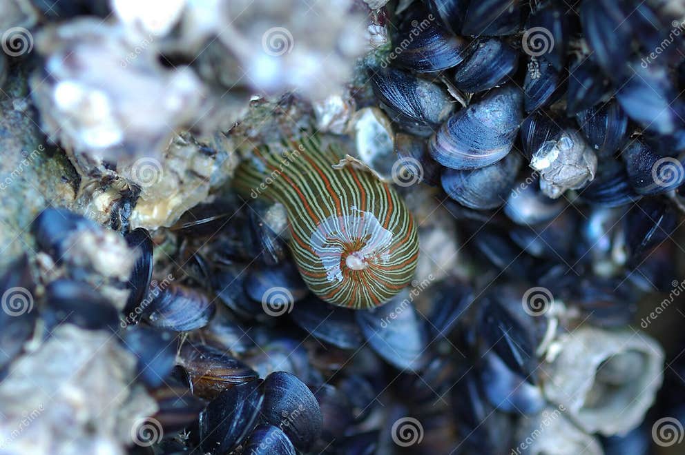 Shells and mollusks stock photo. Image of mollusks, soft - 11076790