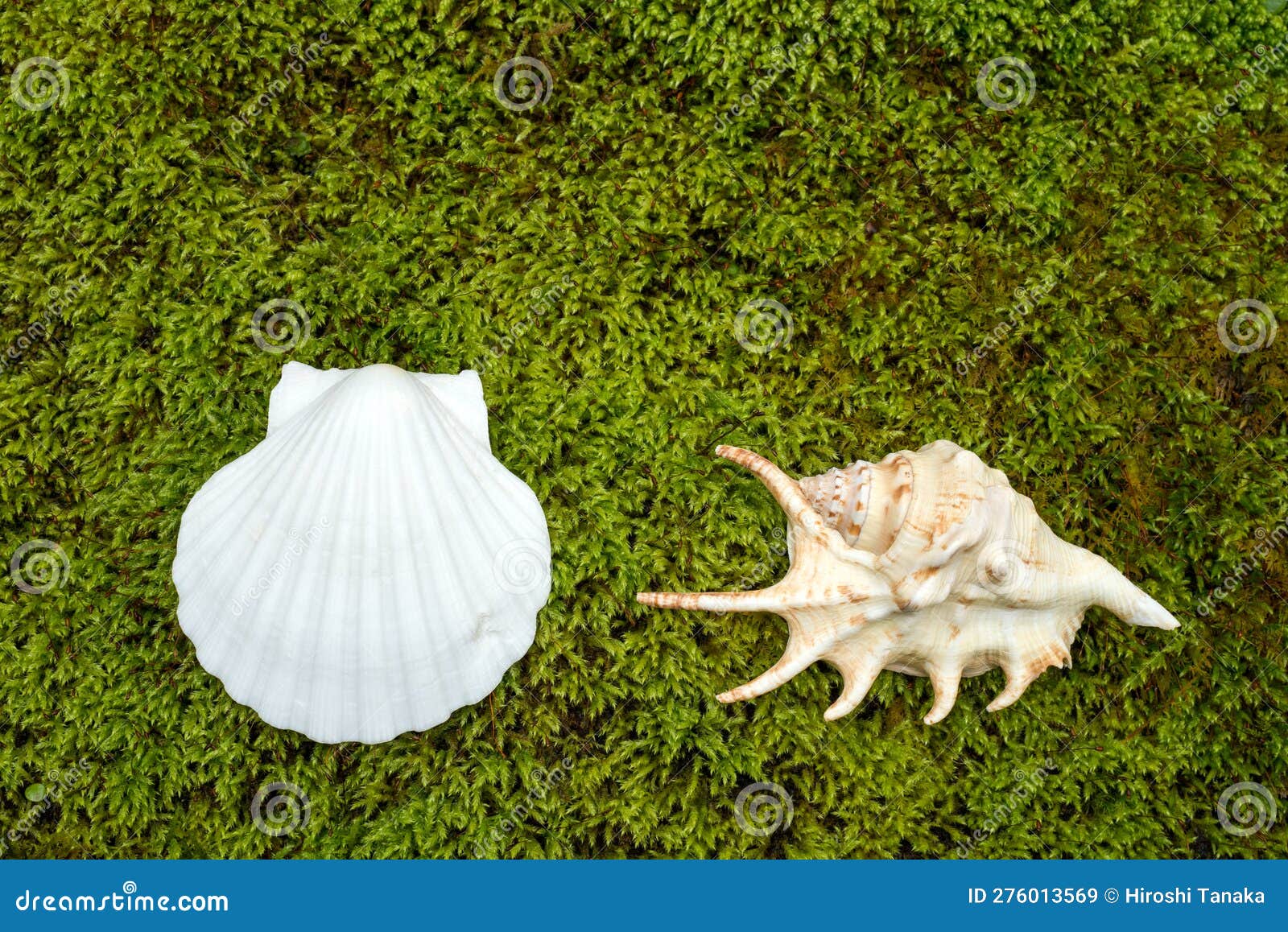 Shells on a moss stock image. Image of shell, wildlife - 276013569