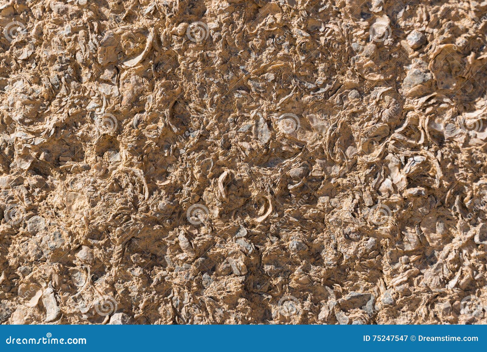 Shells in the mountain stock image. Image of mountain - 75247547