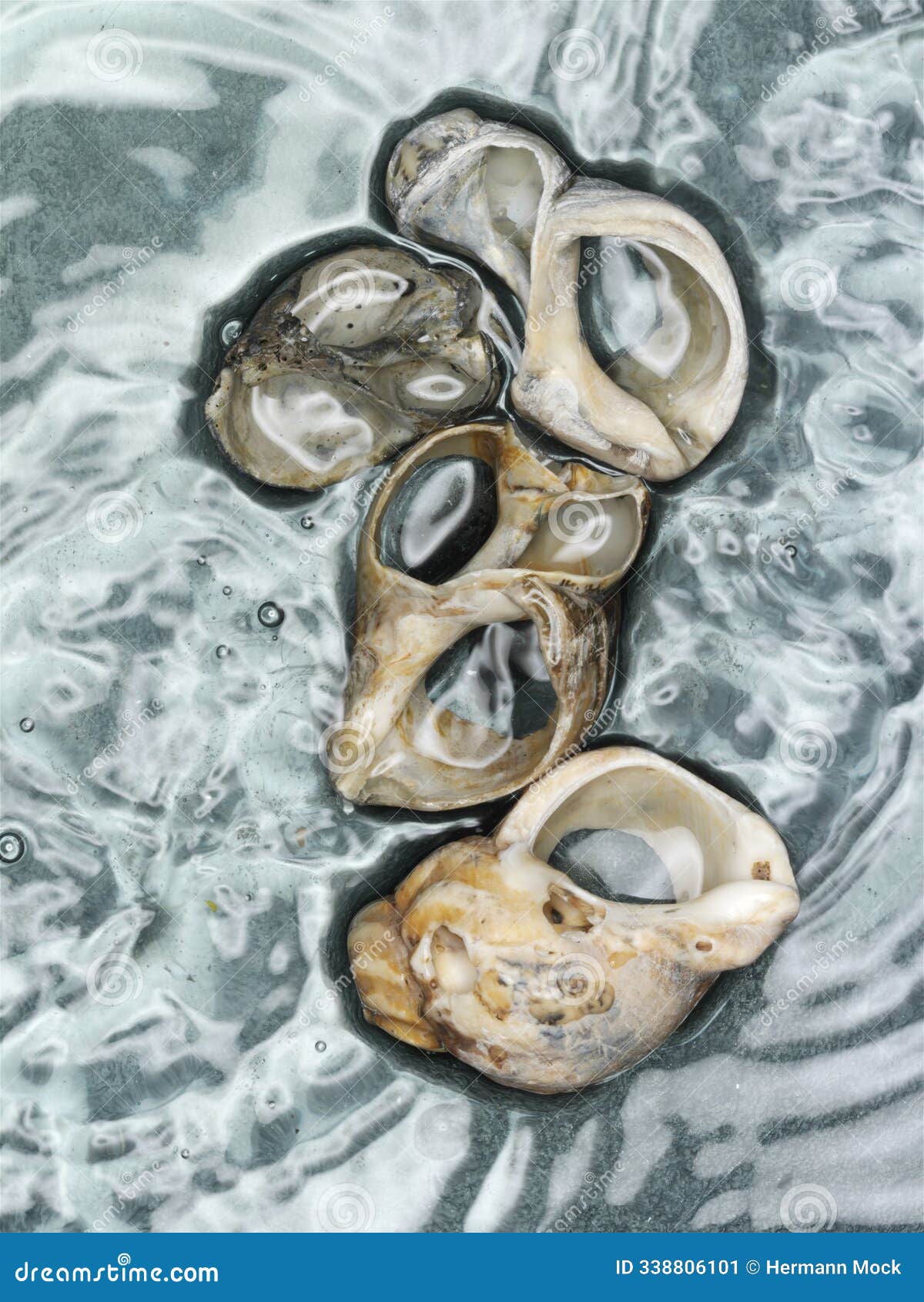 Shells in moving water stock image. Image of carving - 338806101