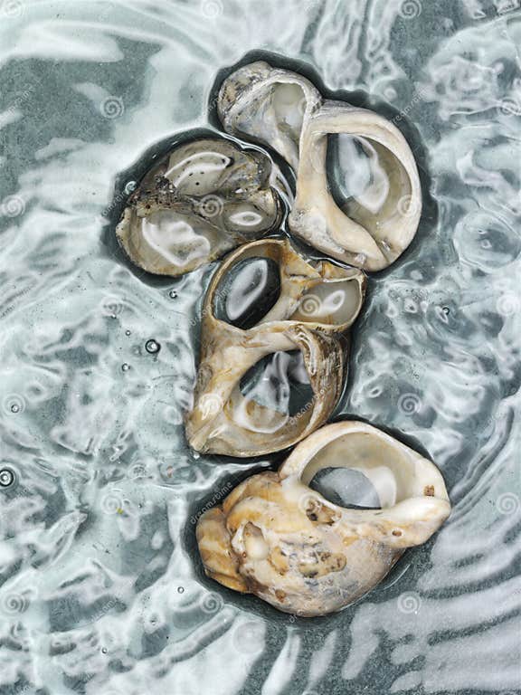 Shells in moving water stock image. Image of carving - 338806101