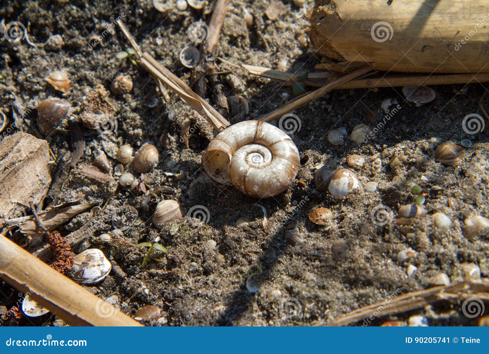 Shells in mud stock image. Image of archeology, shellfish - 90205741