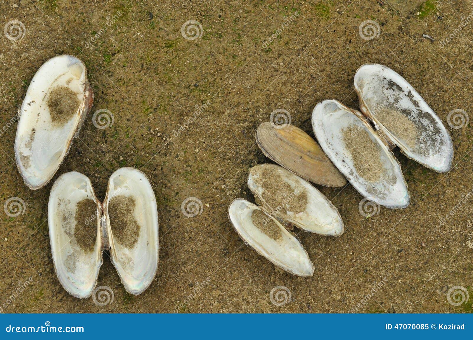 Shells the Mussels at the Beach. Sandy Bank of the Vistula Stock Image ...