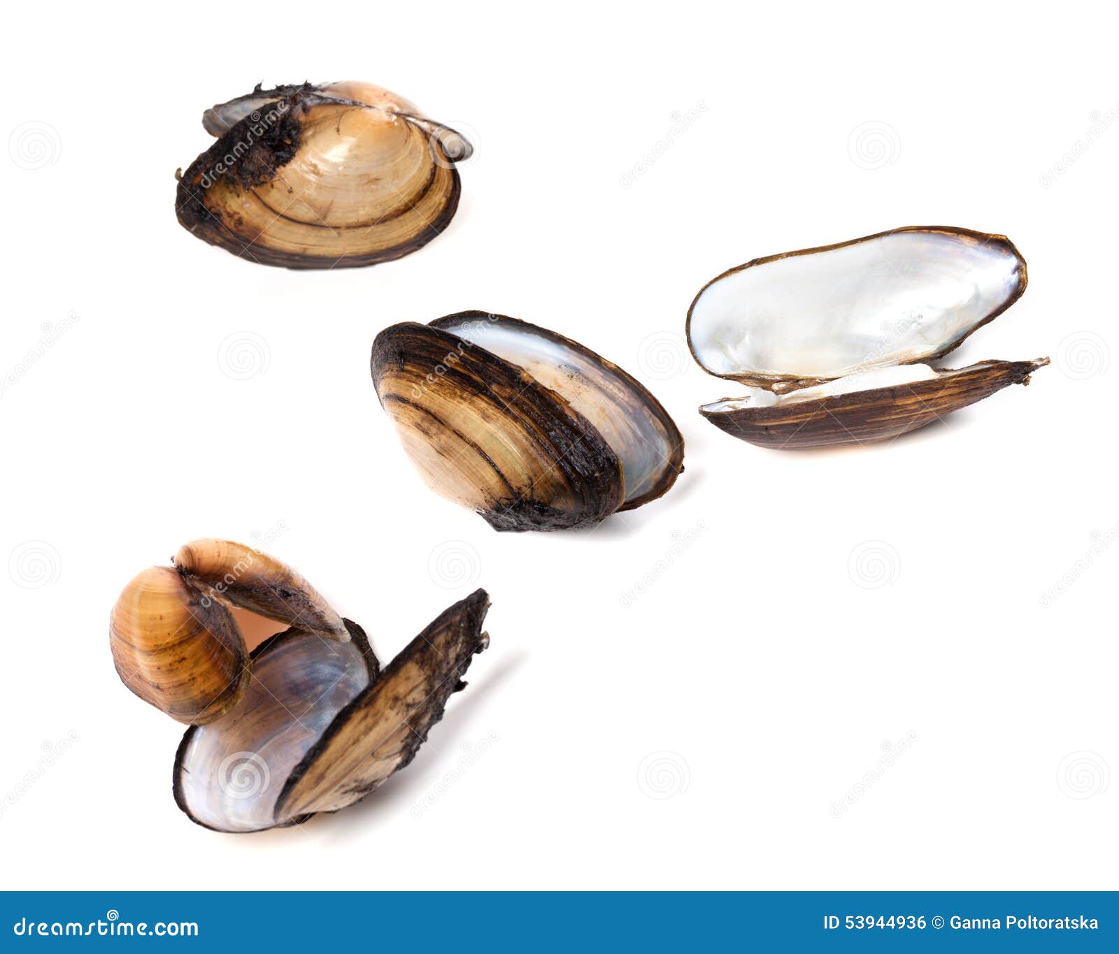 Shells of mussels stock photo. Image of closeup, blue - 53944936
