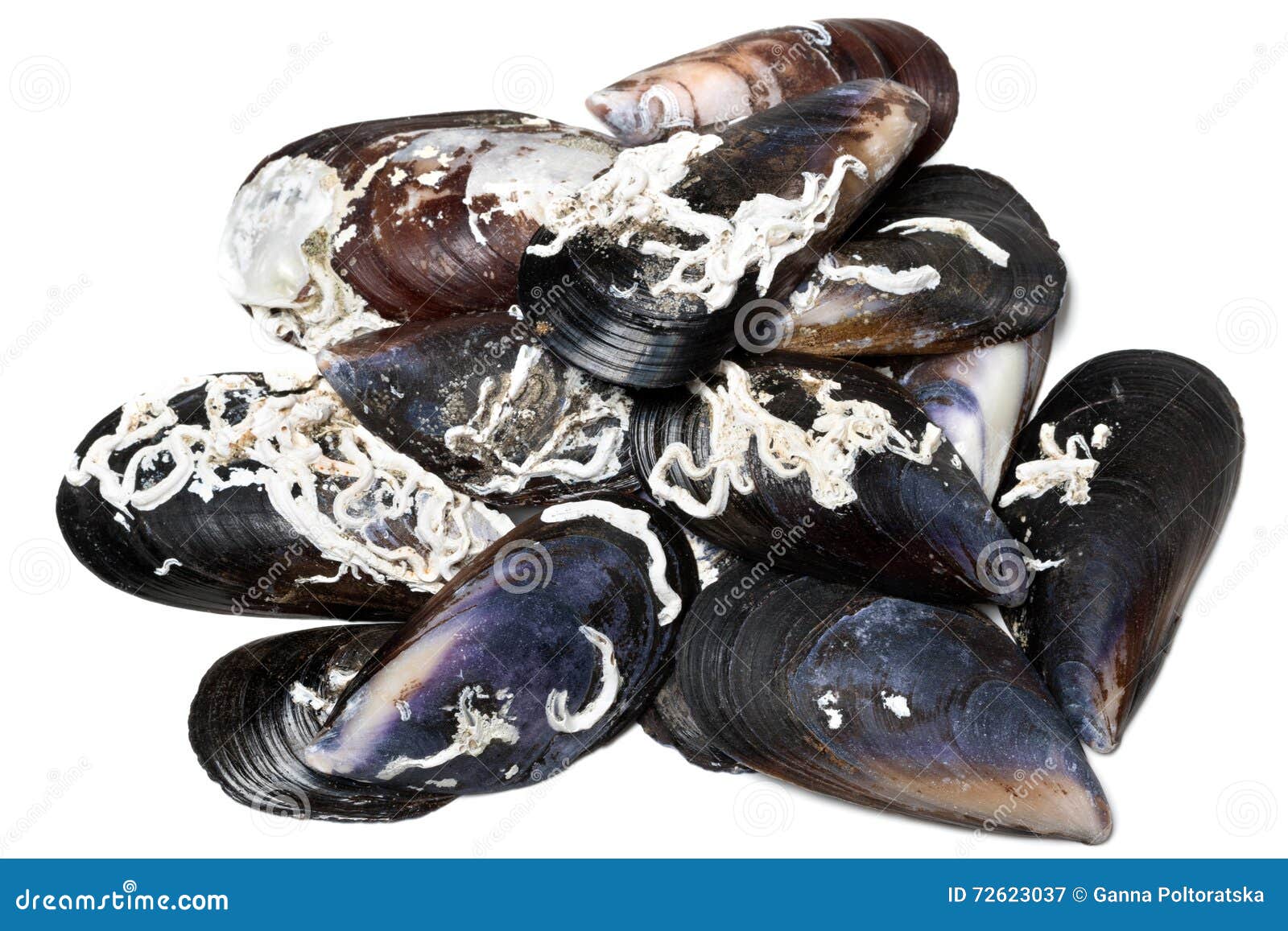 Shells of mussels stock image. Image of blue, coast, heap - 72623037
