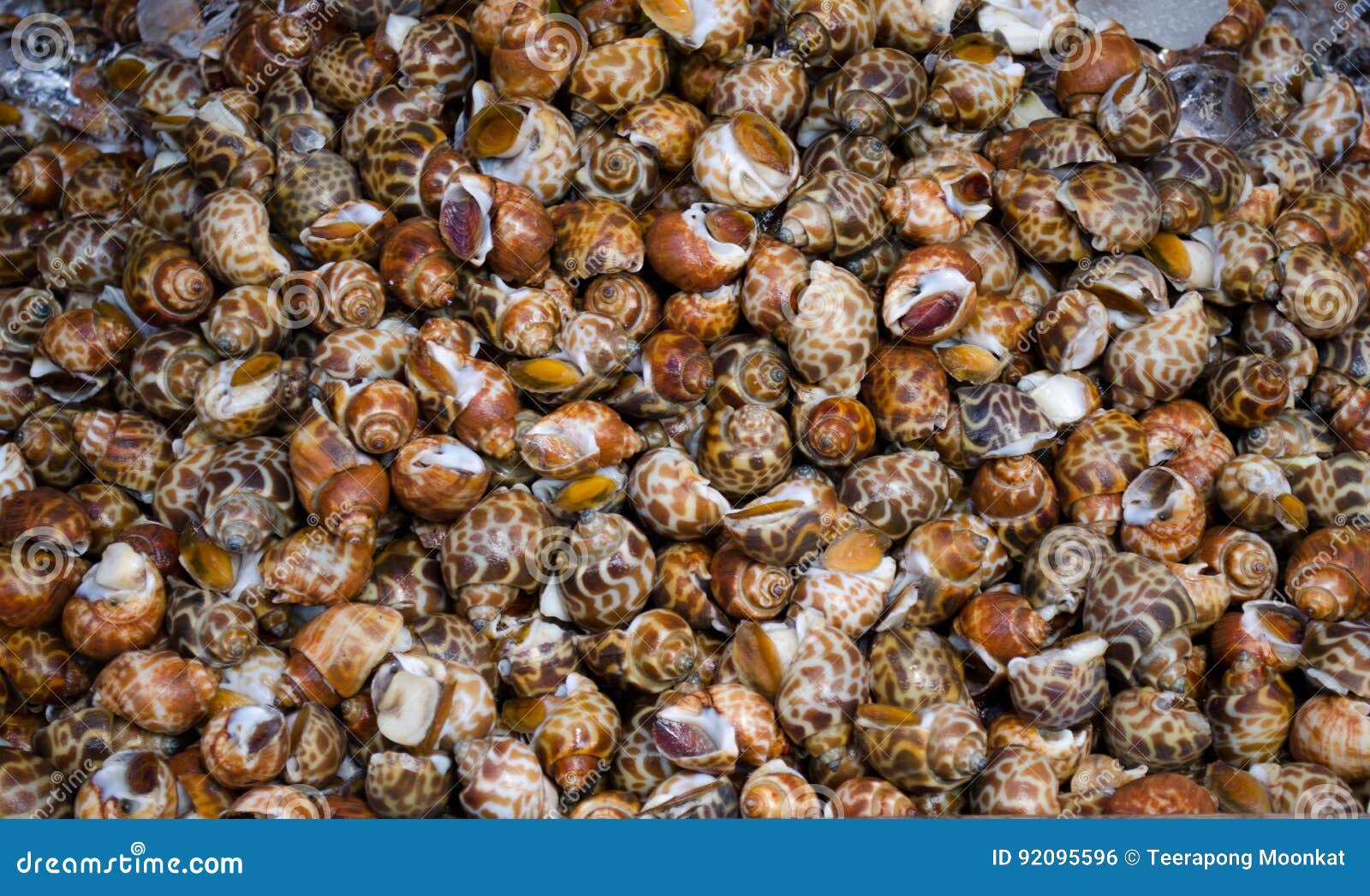 Shells stock photo. Image of market, seafood, nature - 92095596