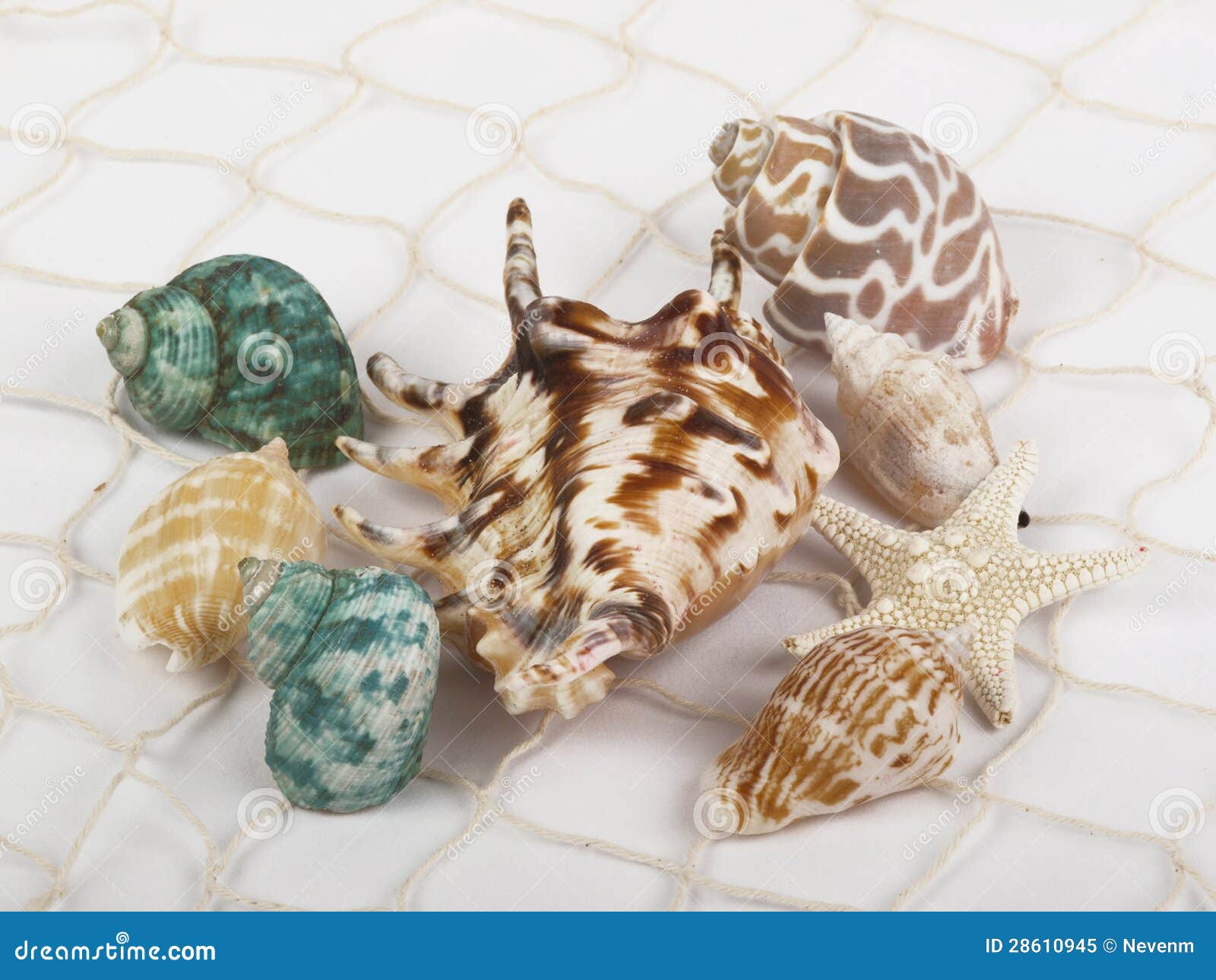 Shells in the net stock image. Image of fishing, aquatic - 28610945
