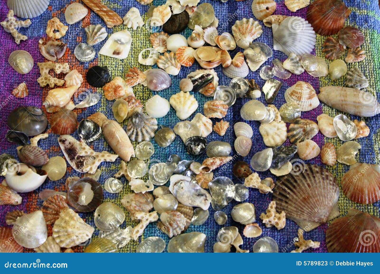 Shells from the Ocean stock image. Image of shore, collection - 5789823