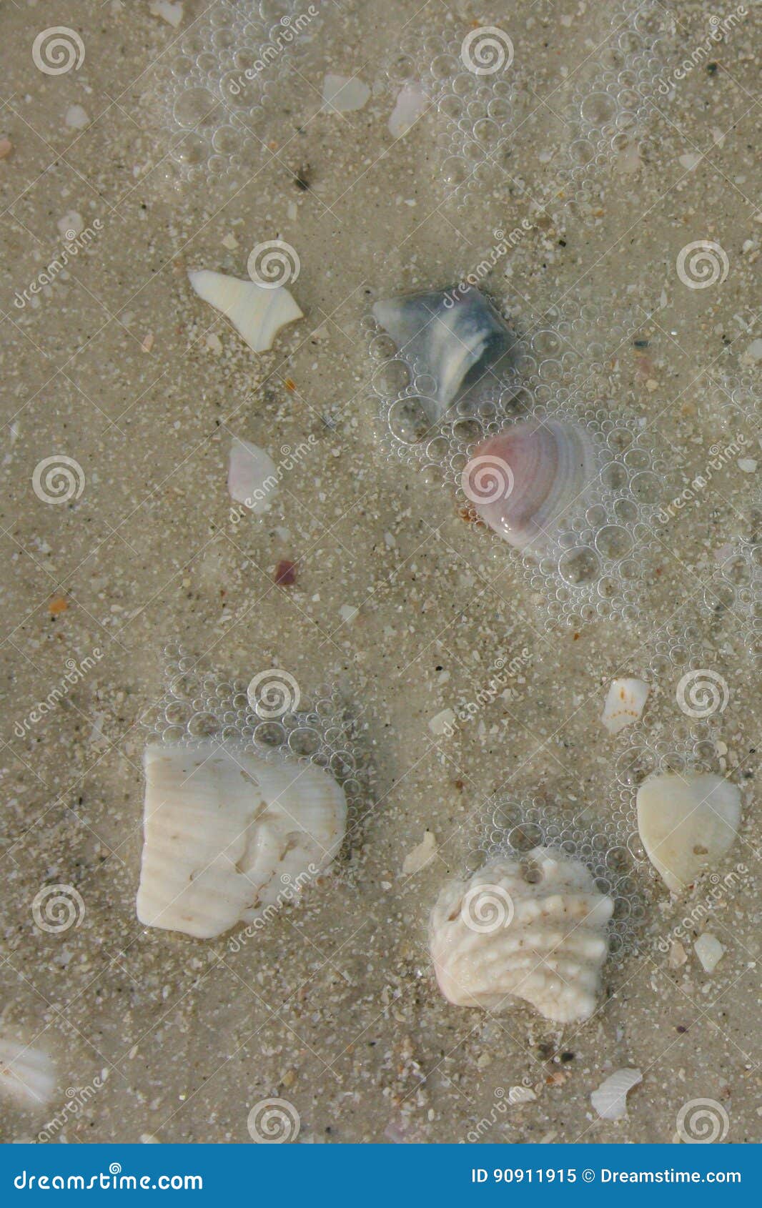 Shells in ocean foam stock image. Image of shells, coral - 90911915