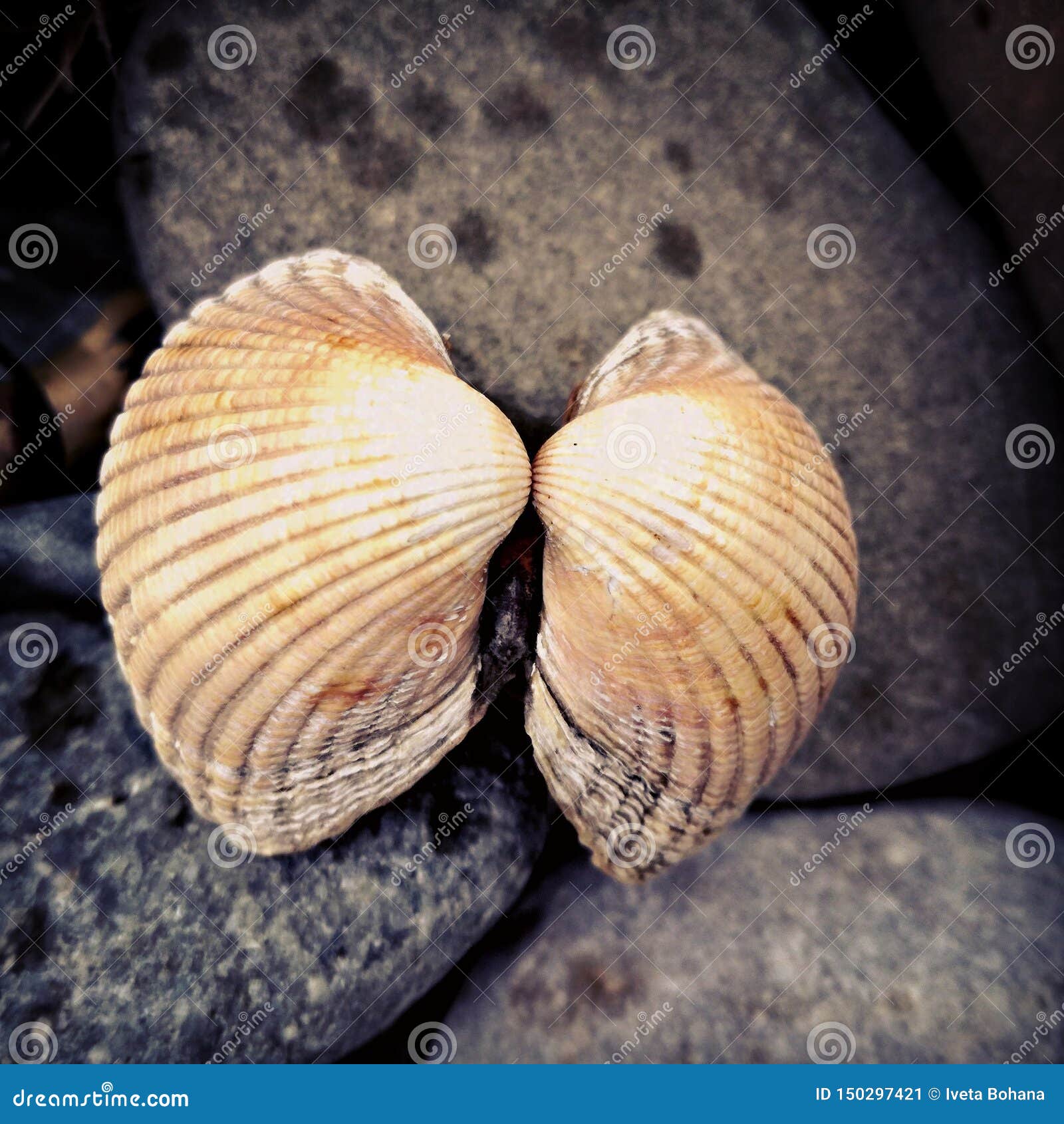 Shells stock image. Image of oceans, shells, rocks, ireland - 150297421