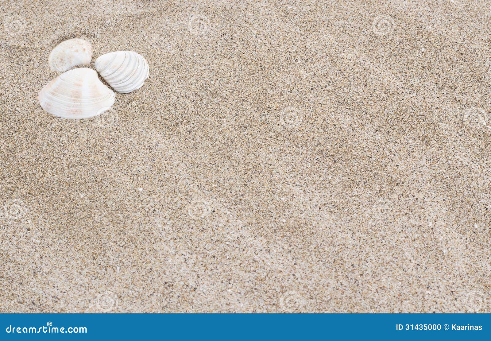 Shells stock photo. Image of scallop, nature, grained - 31435000