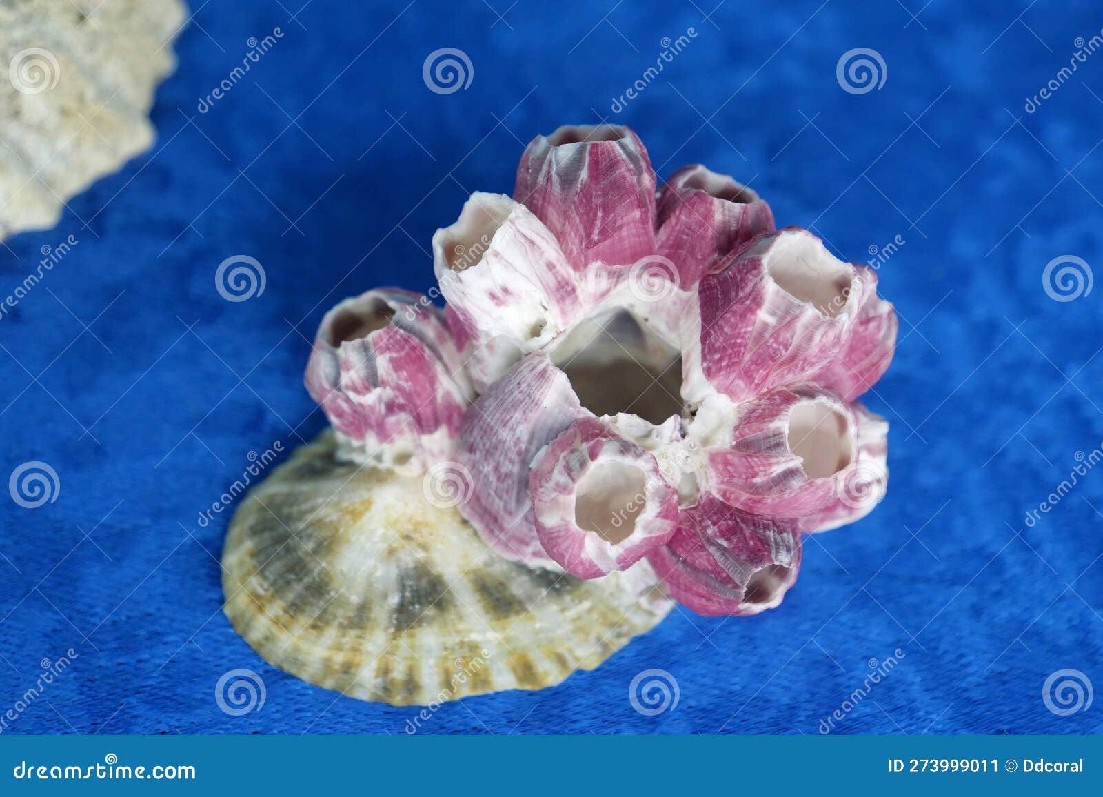 Shells and Other Marine Animals Stock Image - Image of animal ...