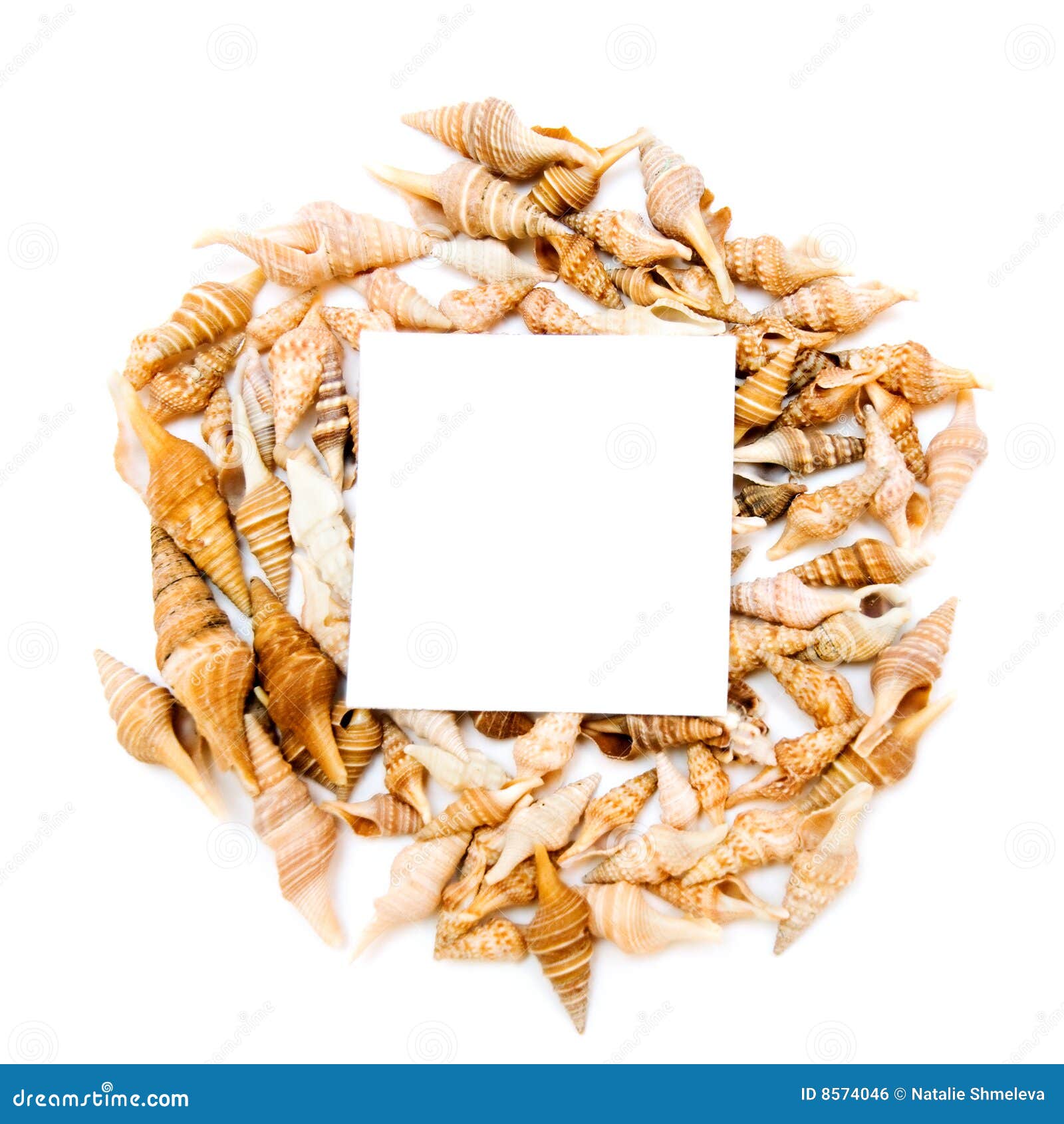 Shells and paper stock photo. Image of coast, texture - 8574046