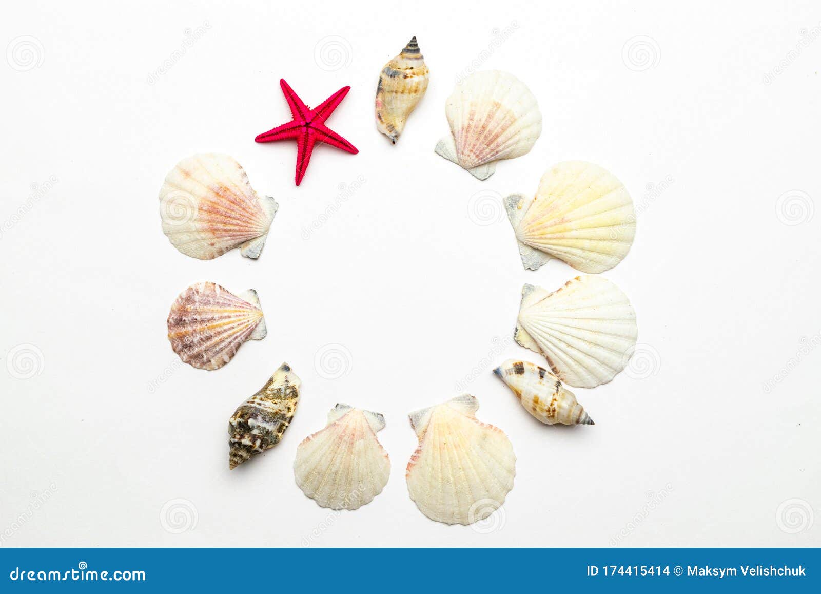 Shells Pattern. Trendy Natural Organic Color Sea Shell with Starfish ...