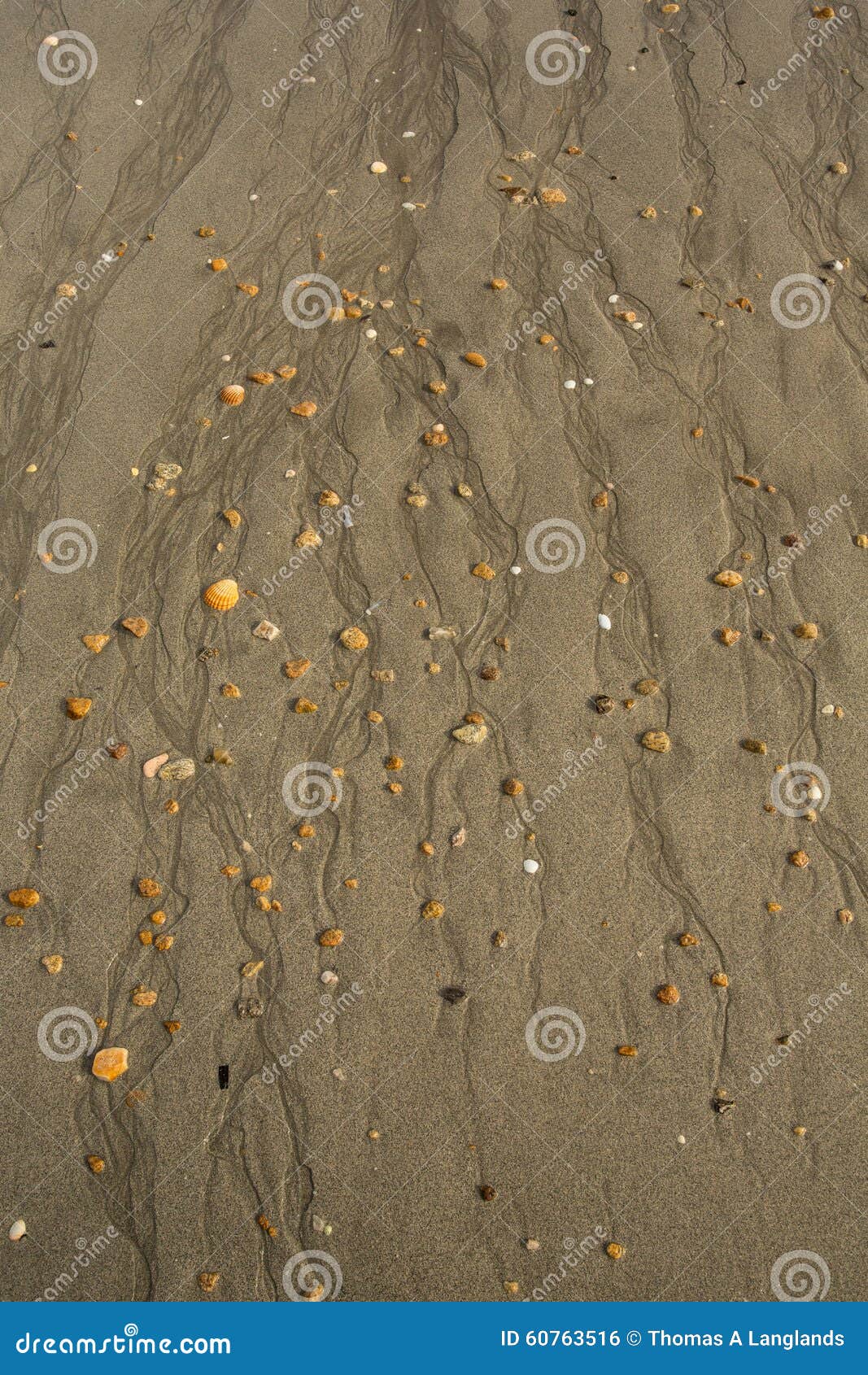 Shells, Patterns and Sand stock photo. Image of environment - 60763516