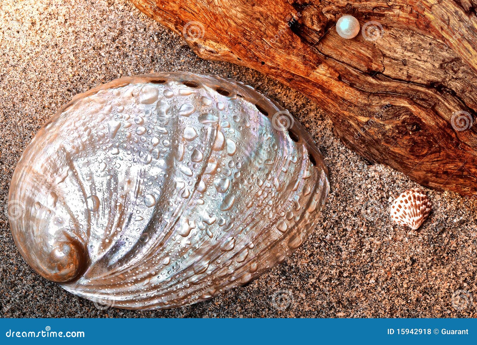 Shells and pearl stock photo. Image of precious, diving - 15942918