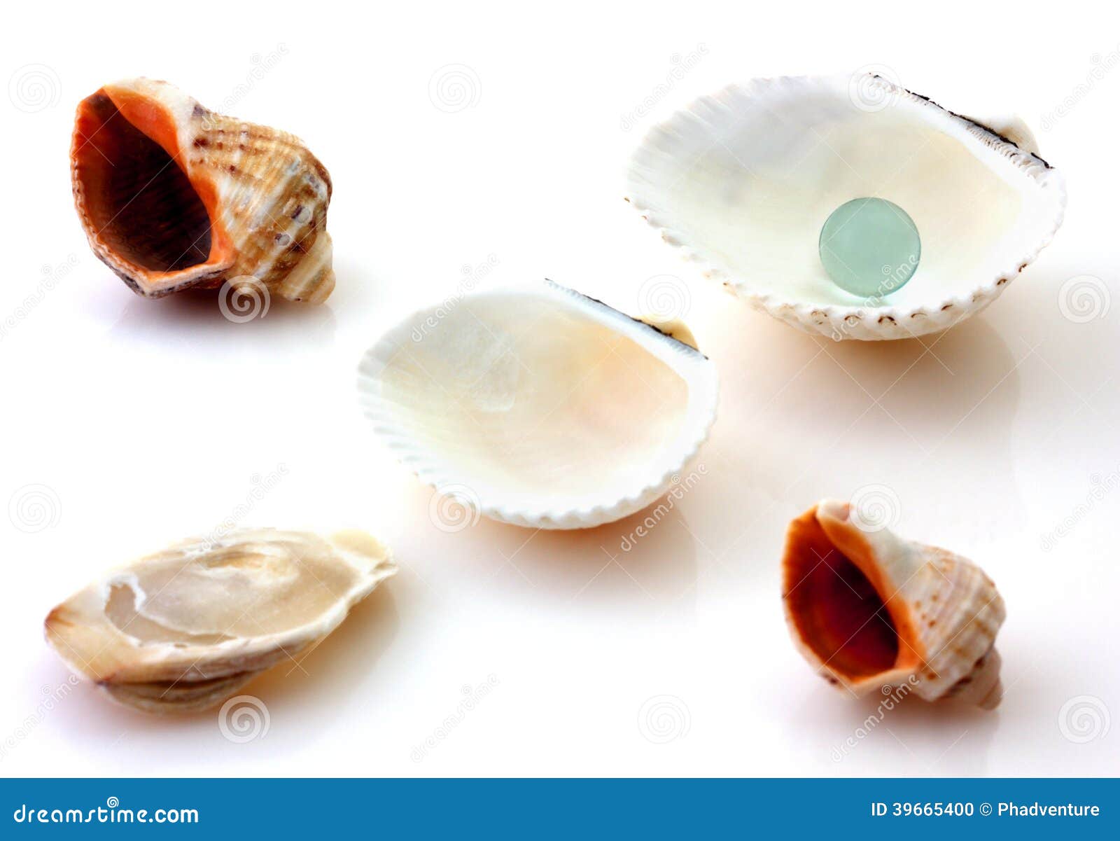 Shells with Pearl and Rapana Isolated Stock Photo - Image of beauty ...