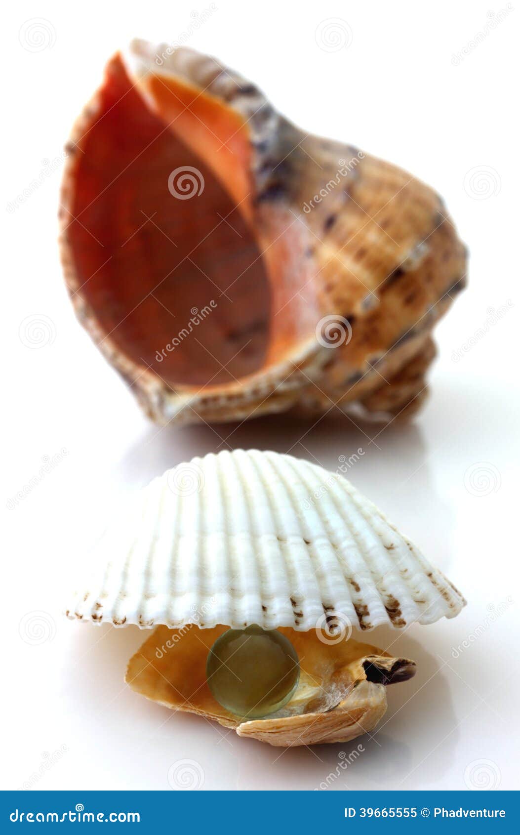 Shells with Pearl and Rapana Isolated Stock Image - Image of nature ...