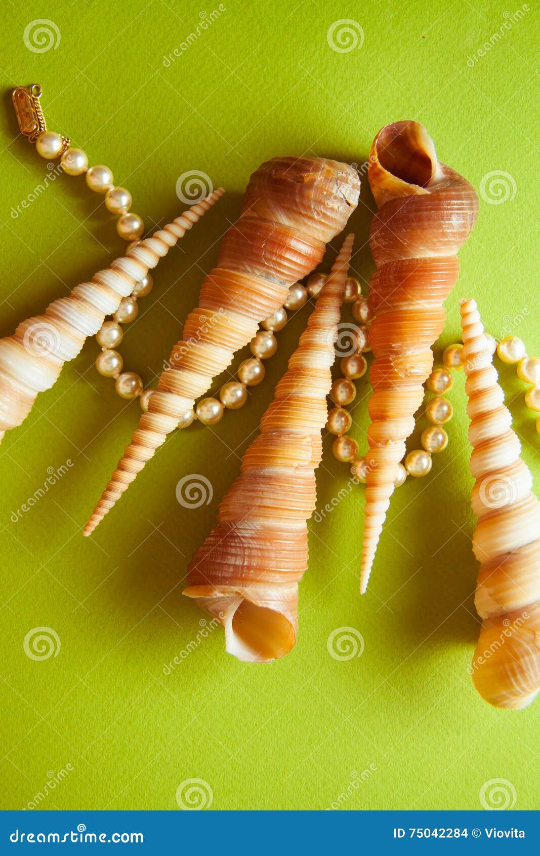 Shells & Pearls on Green Background Stock Photo - Image of cockleshell ...