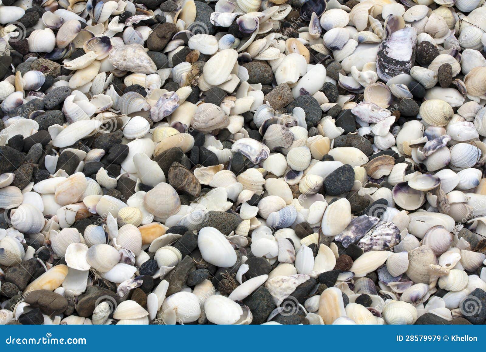 Shells and pebbles stock image. Image of smooth, natural - 28579979