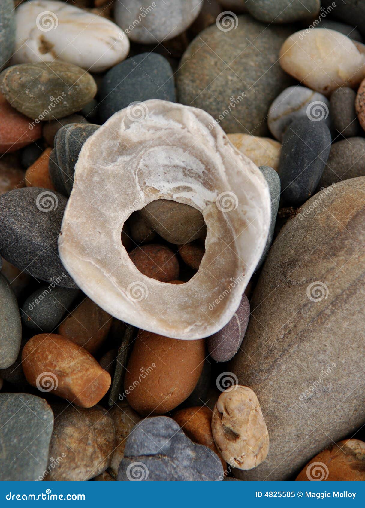 Shells and Pebbles Background Stock Image - Image of shore, rock: 4825505
