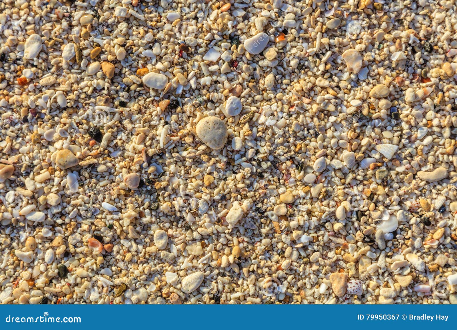 Shells Pebbles Beach Boracay Island Philippines Stock Photos - Free ...
