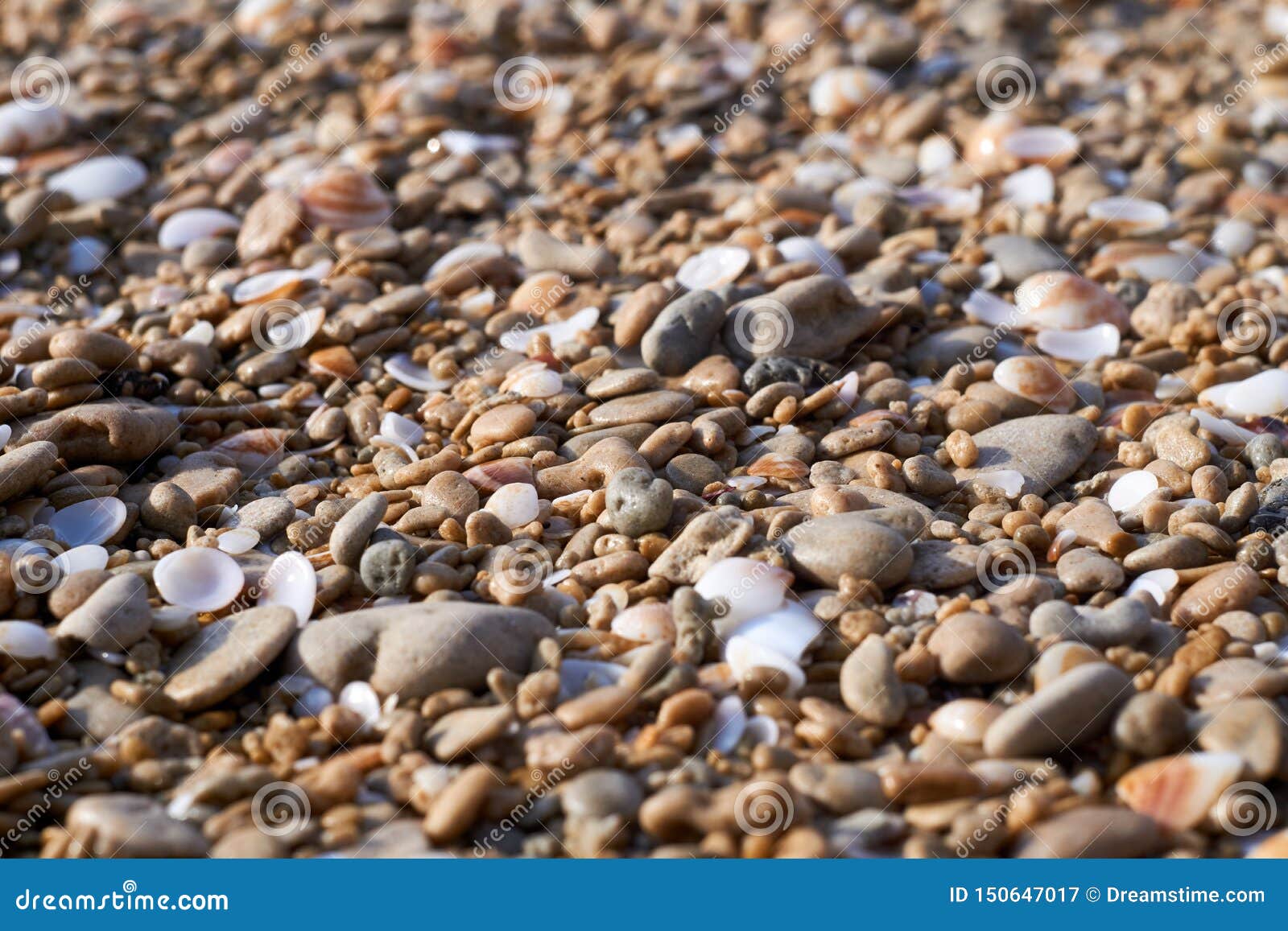 Shells and pebbles closeup stock image. Image of nature - 150647017