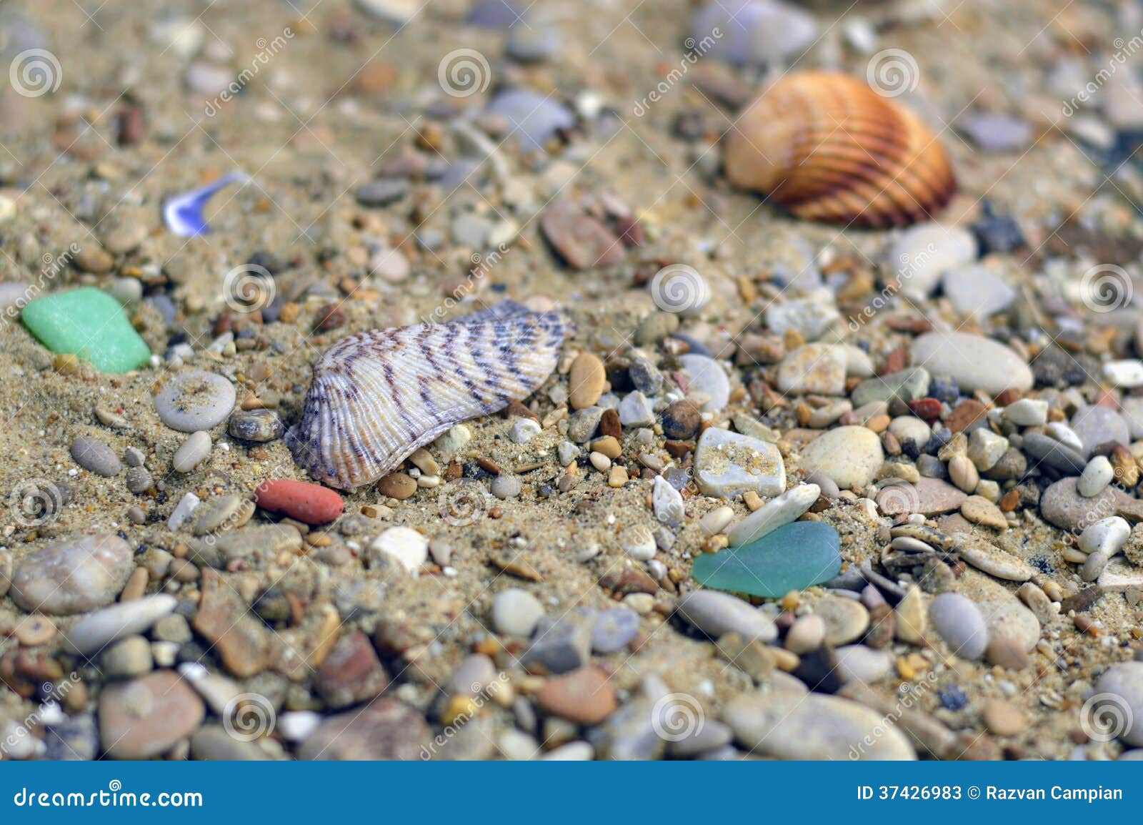 Shells and pebbles stock image. Image of holiday, coastline - 37426983