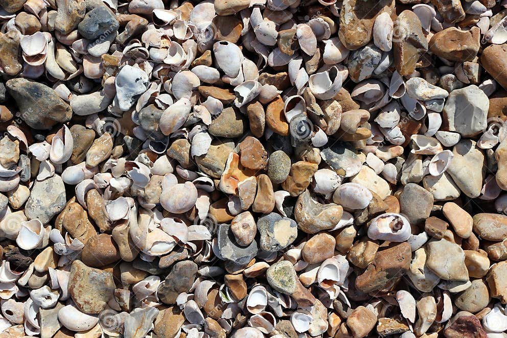 Shells and pebbles stock image. Image of background - 166594387