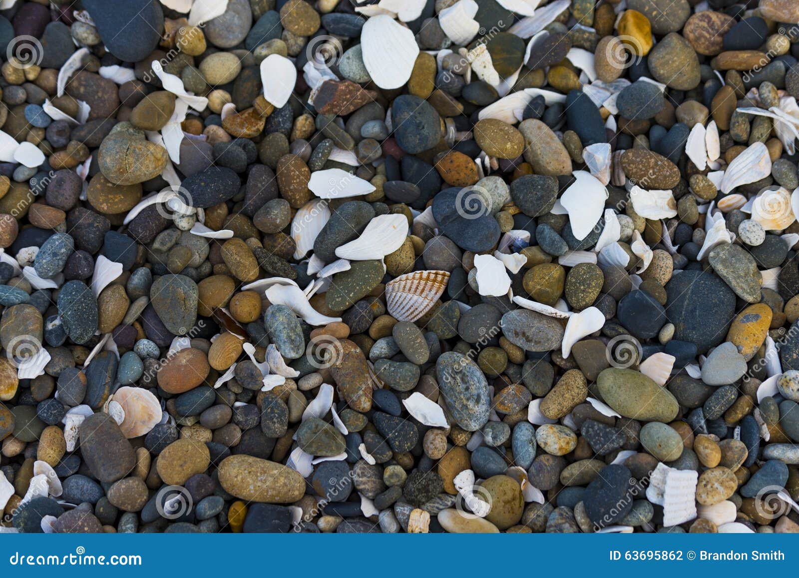 Shells and Pebbles stock photo. Image of shell, ocean - 63695862