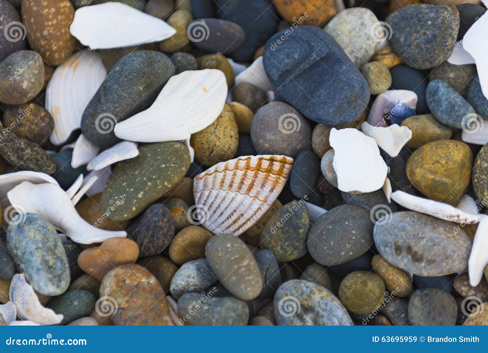 Shells and Pebbles stock image. Image of pebble, stones - 63695959