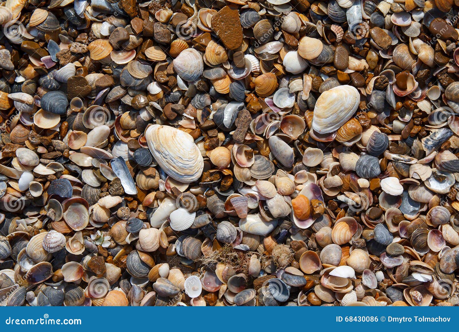 Shells and Pebbles on the Seashore Stock Photo - Image of color ...