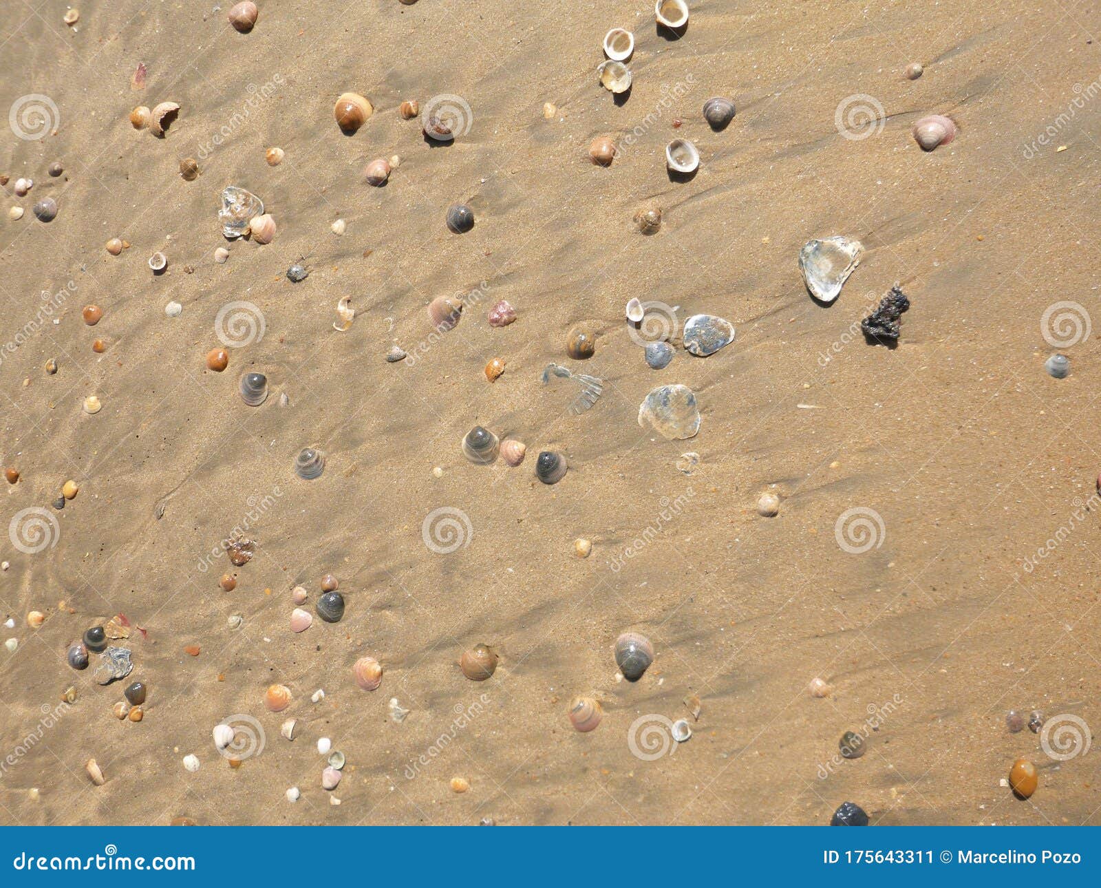 Shells and Pebbles on the Seashore Stock Image - Image of pebbles ...